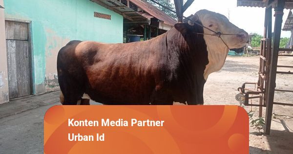 Presiden Jokowi Pilih Sapi Simental Seberat 1,1 Ton untuk Kurban di Sumsel | kumparan.com